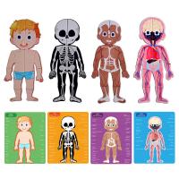 China CMYK Printing Human Body Puzzle Kids Human Anatomy Bones And Muscles Puzzle Toys for sale