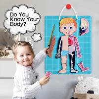 China Children Education Magnetic Jigsaw Puzzle For Human Body Cognition for sale