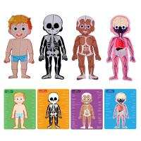 China Human Anatomy Body Parts Learning Magnetic Jigsaw Puzzles Games for Toddlers for sale