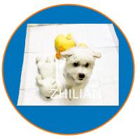 China 3 Phases Pet Pad Dog Cat Pad Making Machine 350 m/ Min for sale