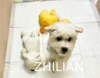 China Pet Pad Training Pad Puppy Pad Machine 170 m / min for sale