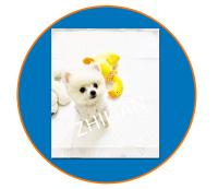 China 800mm Width Pet Training Pad Pet Pad Machine 200m/min 350 m/min for sale