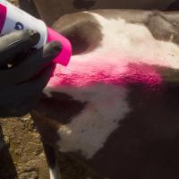 China AEROPAK Animal Marking Liquid Coating Spray Paint 500ml Strong Adhesion Livestock Spray Paint Marker for sale