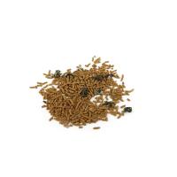 China Organic Buckwheat Green Tea For Healthy Digestion And Weight Management With Rich Antioxidants for sale