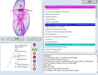 China 8d Nls / 9d Nls Body Health Analyzer Machine Quantum Bio Resonance for sale