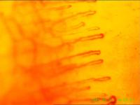 China Blood Capillary Microscope For Detecting Body Health , 1 Year Warranty for sale