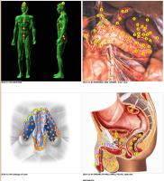 China Newest Metatron Hunter NLS System 4025 Bioresonance Health Scan and Therapy for sale