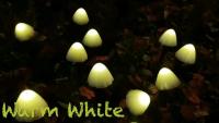 China 2700K IP55 Solar Powered LED String Lights / Mushroom Solar Garden Lights Wedding Festive Decoration for sale