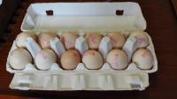 China Paper Pulp Egg Carton / Egg Tray Moulding Machine Easy Operate 2 Years Warranty for sale