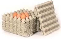 China Recycled Pulp Molding Machine For Egg / Apple / Shoe Trays for sale