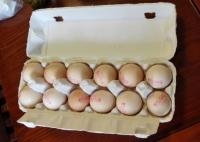 China Recycled Pulp Molding Machine For Egg / Apple / Shoe Trays for sale
