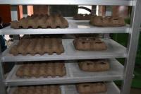 China Recycled Paper Pulp Molding Machine For Egg Tray / Fruit Tray / Bottle Tray Making for sale