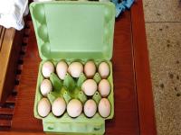 China High Performance Recycled Pulp Molding Machine For Fruit / Egg Packing Trays for sale