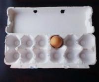 China High Efficiency Paper Egg Crate Making Machine , Fruit Tray Making Machine for sale