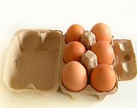 China Customized Paper Egg Tray Machine Semi Automatic Type Computer Controlled for sale