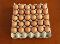 China Recycled Waste Paper Egg Tray Making Machine For 4000pcs / H Capacity for sale