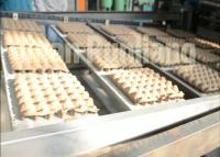 China Waste Paper Old Box Recycling 6000pcs Pulp Tray Machine paper tray machine for sale