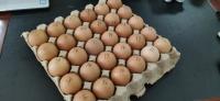 China 200KW paper recycling machine Paper Eggs 2000pcs Pulp Tray Machine for sale