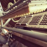China Recycled Waste Paper Egg Tray Making Machine For 4000pcs / H Capacity for sale