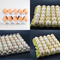 China Waste Paper Pulp Egg Tray Machine Egg Tray Maker With Pulping System for sale
