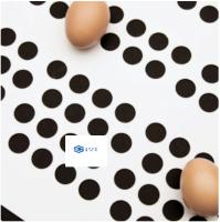 China Customized white PP picking  eggs conveyor belt,  pp egg collection belt, perforated  conveyor belt for sale