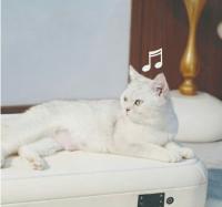 China Smart Wool Pet Mat with LED Lights Music Player Temperature Control Washable Cushion for Cats 60x40cm for sale