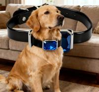 China Black ABS Dog Collar with GPS Tracker Rechargeable Waterproof Adjustable Metal Buckle 216g for sale