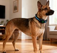 China Remote Control Smart Dog Bark Collar IPX7 Waterproof Rechargeable Nylon Plastic Anti-Bark Training Humane Safe for sale