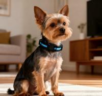 China Rechargeable Waterproof Dog Bark Collar IPX7 Remote Control Training Collar for Small to Large Dogs for sale