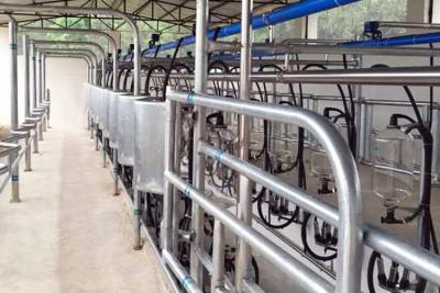 China herringbone type 5T/h 20 Unit Milking Parlour Low Noise Automatic Milking Parlour for sale