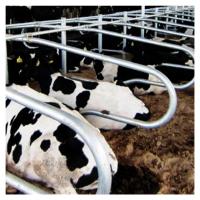 China Height 95cm Free Stall Barn Rust Proof For Dairy Farm for sale