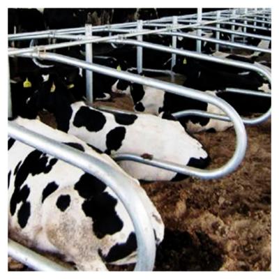 China Height 95cm Free Stall Barn Rust Proof For Dairy Farm for sale