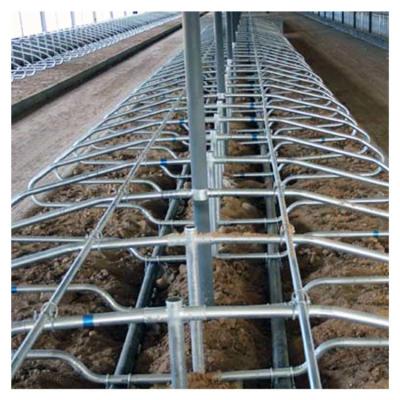 China Animal Single Type Free Stall Barn Hot Dip Galvanized Pipe for sale