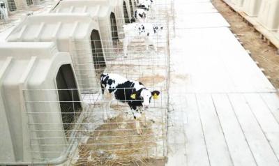 China 50kg PE Plastic Calf Shelters for sale