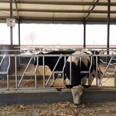 China Durable 18kg Height 110cm Cow Head Lock Easy Operation for sale