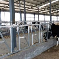 China 0.4m/Cow Cow Head Lock for sale