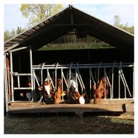 China steel pipe 0.75m/position Cattle Head Lock For Dairy Farm Feeding Treating for sale