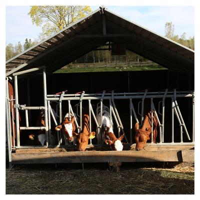 China steel pipe 0.75m/position Cattle Head Lock For Dairy Farm Feeding Treating for sale