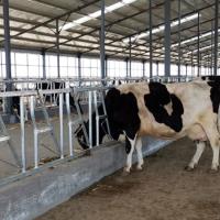 China Installed Easily Width 75cm Cow Head Lock Sturdy Built Headlocks for sale