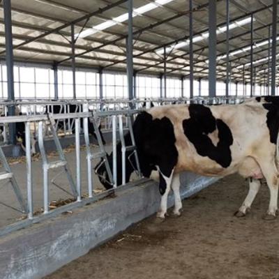 China Installed Easily Width 75cm Cow Head Lock Sturdy Built Headlocks for sale