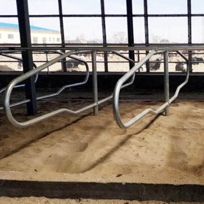 China Stainless Steel Galvanized Pipe Free Stalls For Cows Single Row Style for sale