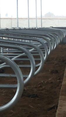 China Stainless Steel two side cow free stall Anti Corrosion for sale