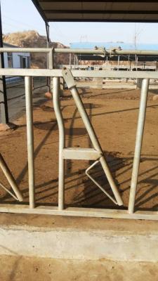 China Customized Hot Galvanized Cow Head Lock Farm Feeding Equipment for sale