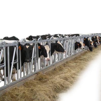 China Hot Dip Galvanized Cow Head Lock Dairy Safe And Sturdy Farm Feeding Equipment for sale