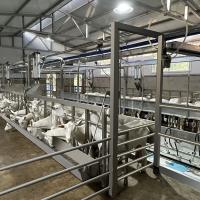 China Farms Dairy High Productivity Milking Parlor Equipment Flexible Goat Milking Parlor for sale