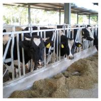 China Selflocking Panel Cow Head Lock Cattle Farm Machinery Equipment for sale