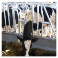 China Flexible Cattle Cow Head Lock Dairy Farm Raise Equipment Dairy Feeding Equipment for sale