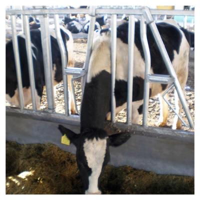 China Flexible Cattle Cow Head Lock Dairy Farm Raise Equipment Dairy Feeding Equipment for sale