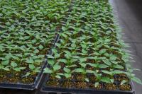 China 128 Cell PS Plastic Seedling Tray 0.8mm 1.0mm Thick Vegetable Nursery Germination Tray for sale