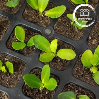 China 72 Cell Plastic Nursery Trays with Lids for Seedling Germination and Plant Growth for sale